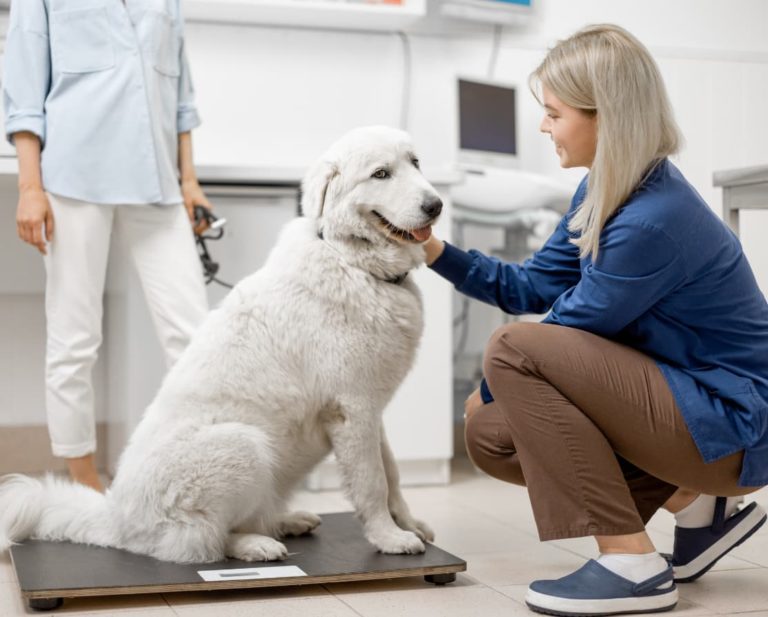 Preventing Obesity - The Importance Of Weighing Your Pet - Pet Wellness